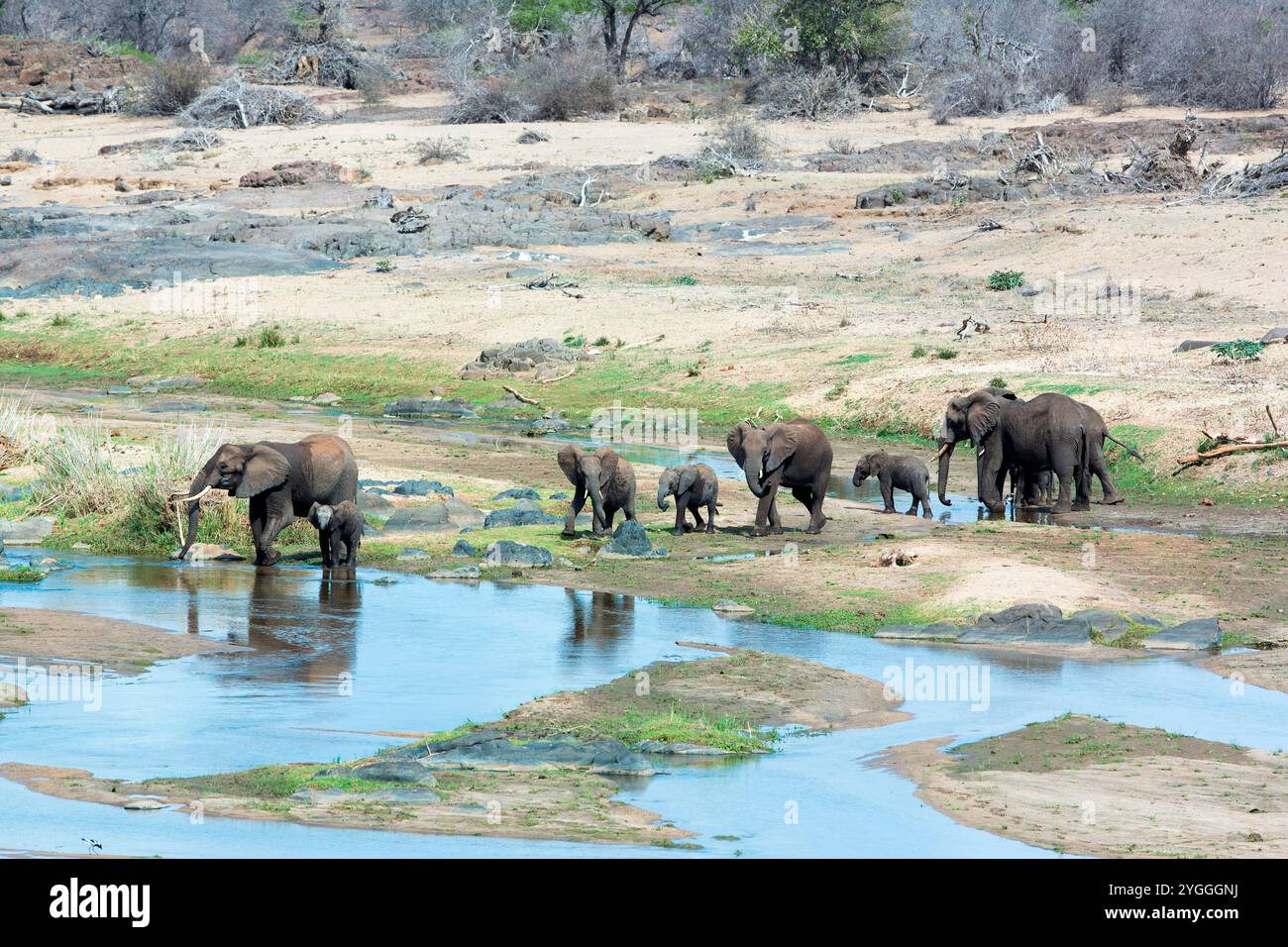Elephants in Olifants River, Kruger National Park, South Africa Stock ...