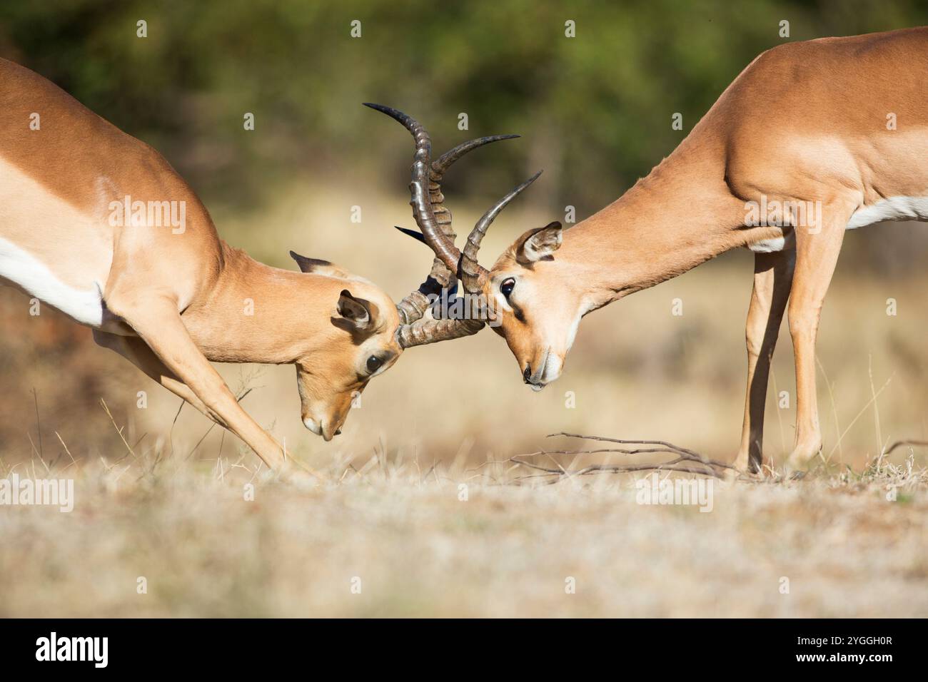 Impala rams fighting, Kruger National Park, South Africa Stock Photo ...