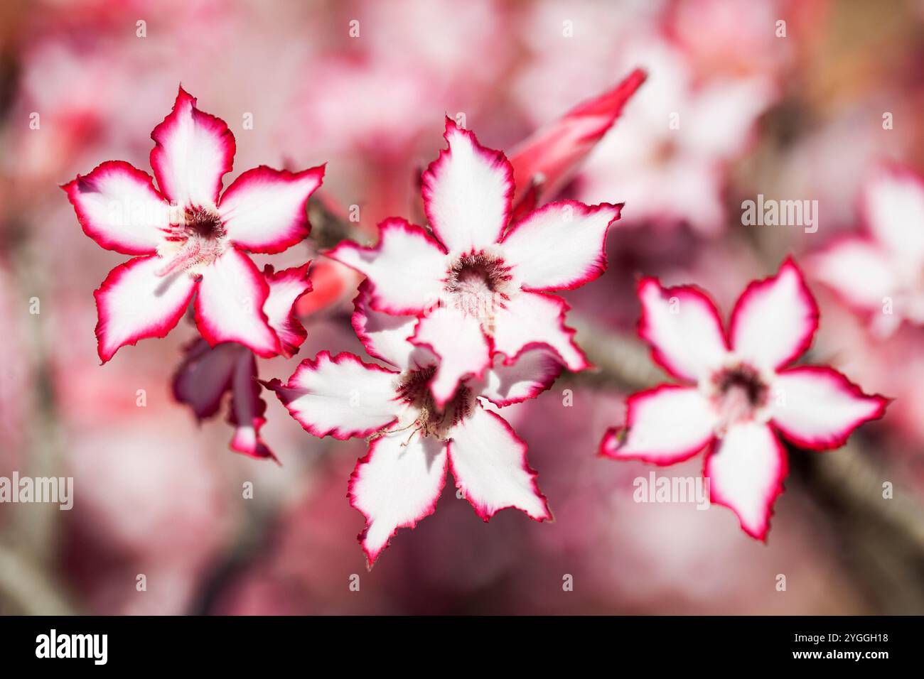 Impala Lilly flowers, Kruger National Park, South Africa Stock Photo ...
