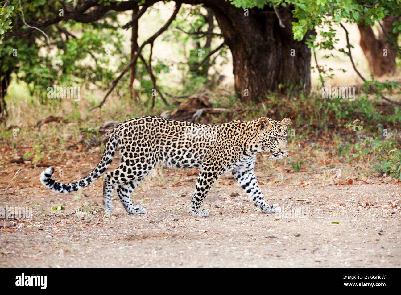 Leopard kruger hi-res stock photography and images - Alamy