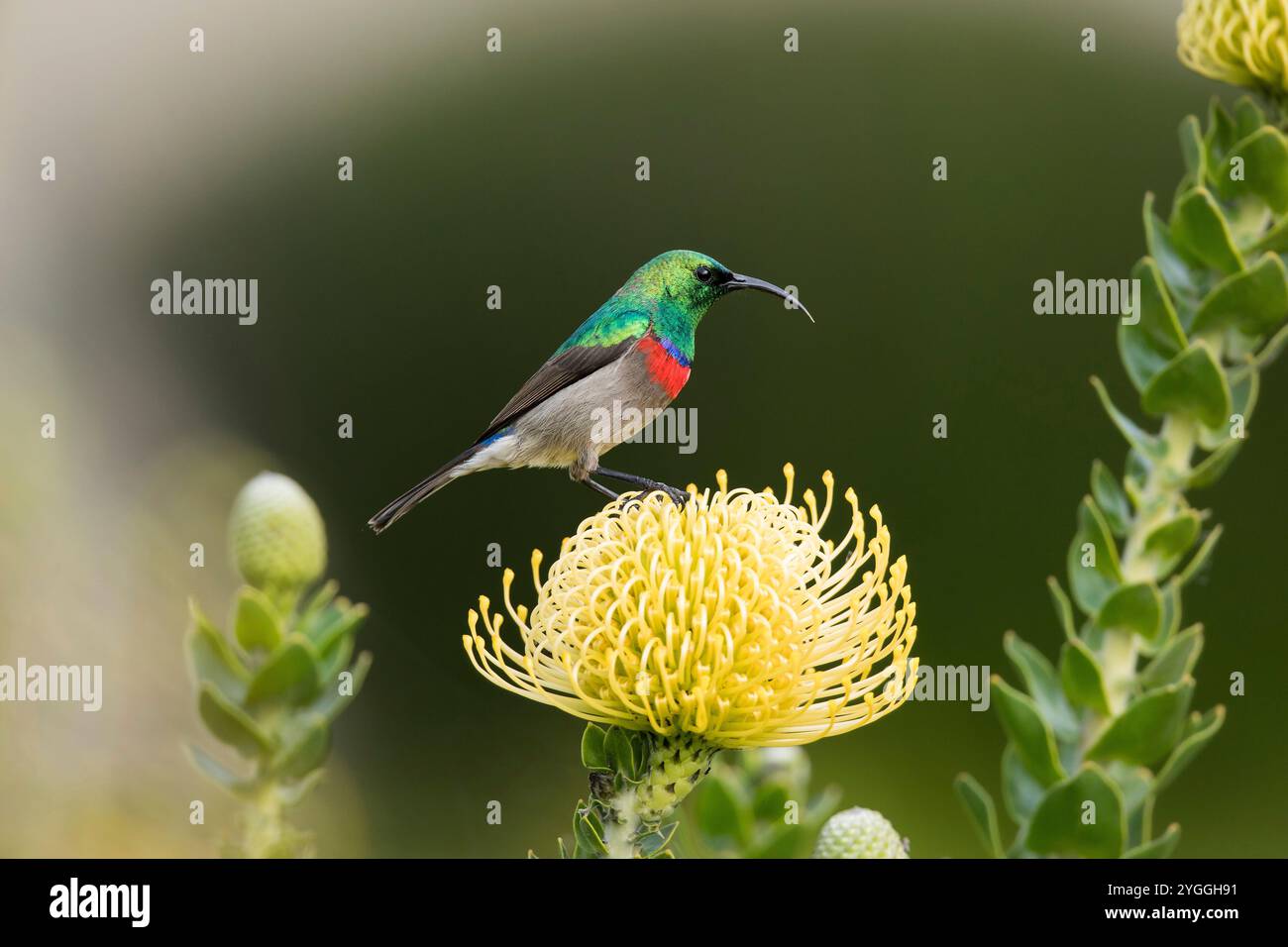 Greater Doublecollared Sunbird, Garden Route, South Africa Stock Photo ...