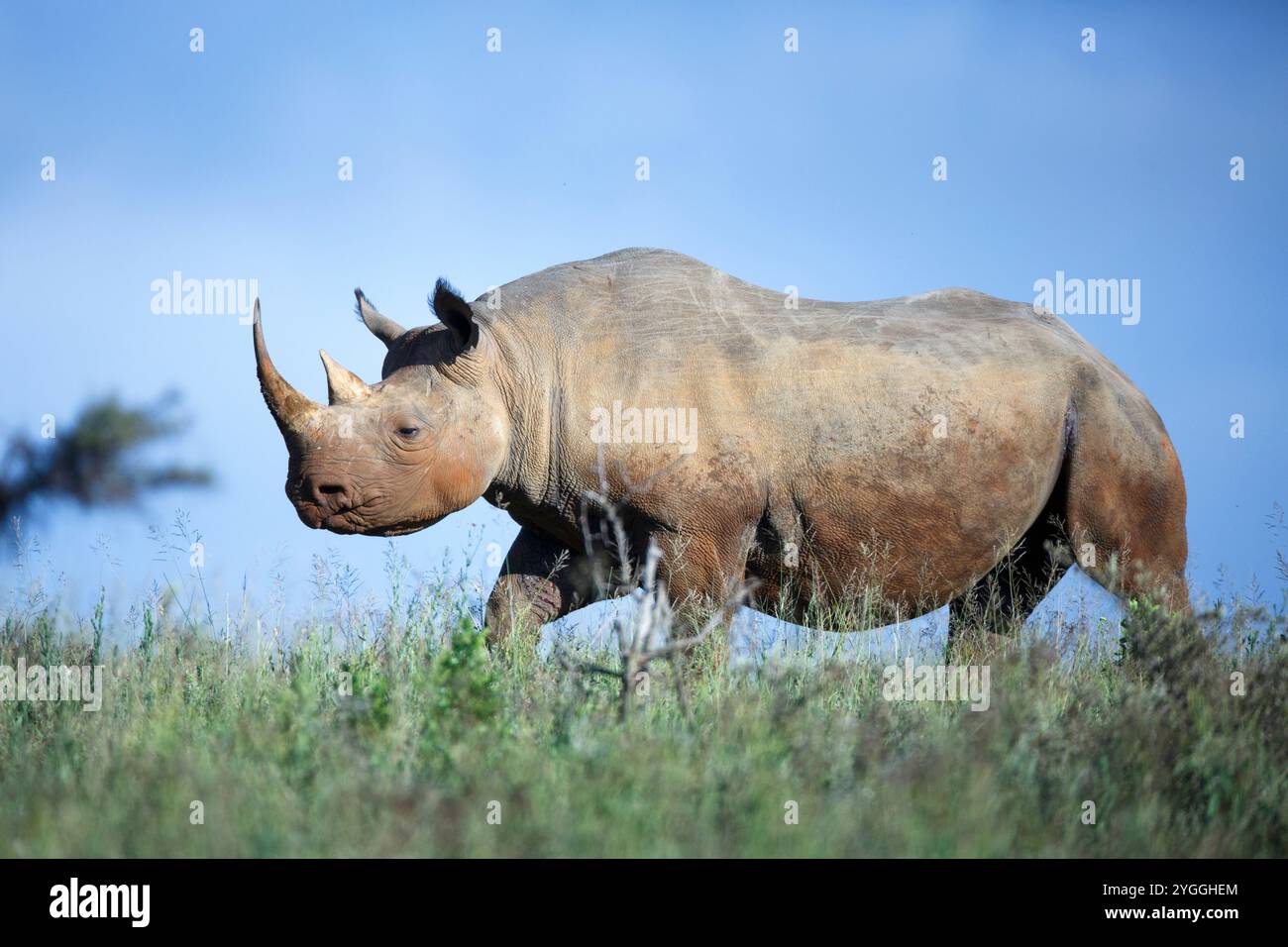 Critically endangered iucn redlist hi-res stock photography and images ...