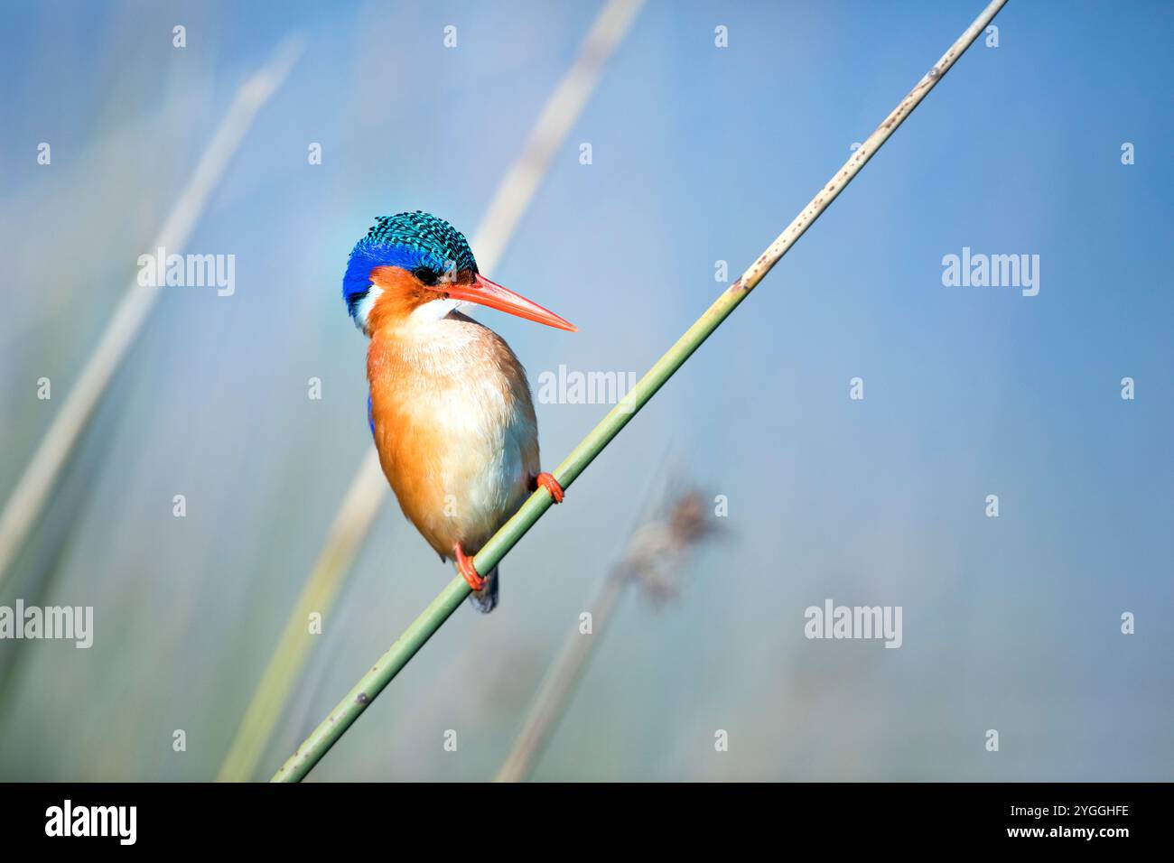 Bird vertical and blue background hi-res stock photography and images ...
