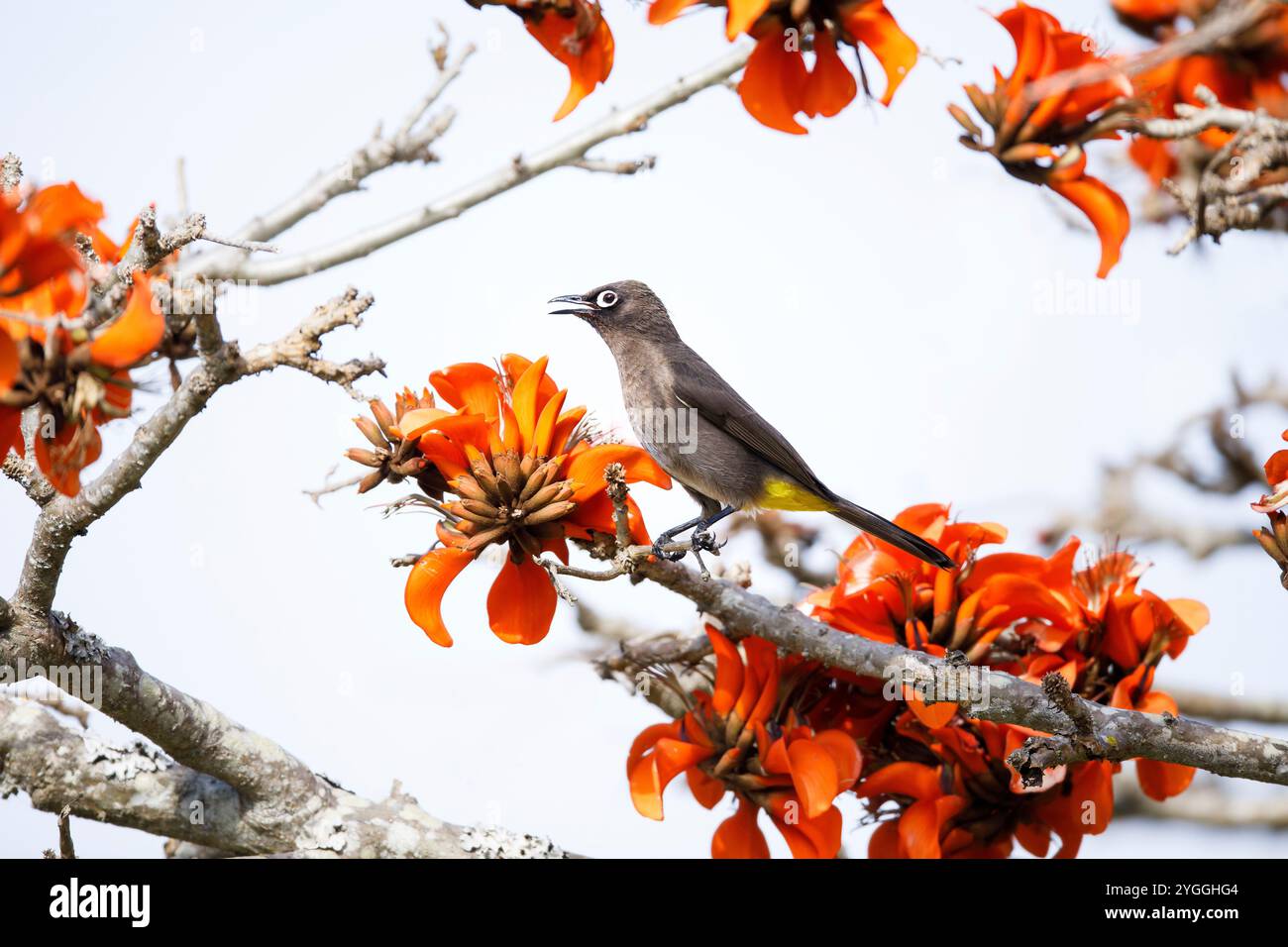 Africa, Beauty in nature, Bird, Cape bulbul (Pycnonotus capensis ...