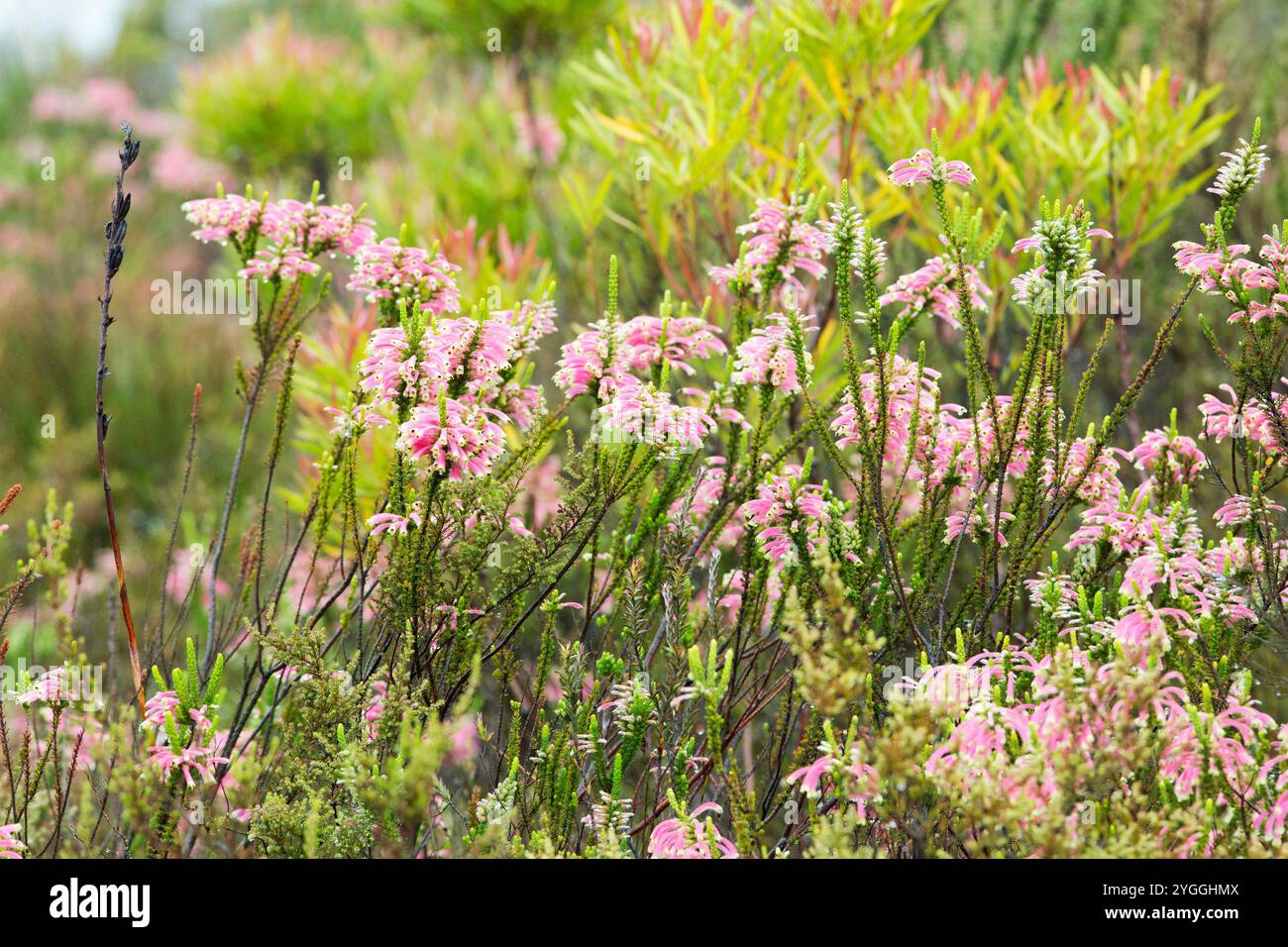 Fynbos flower hi-res stock photography and images - Alamy