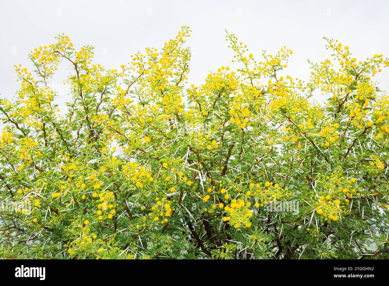 Acacia, Africa, Beauty in nature, Bush, Eastern Cape Province, Flower ...
