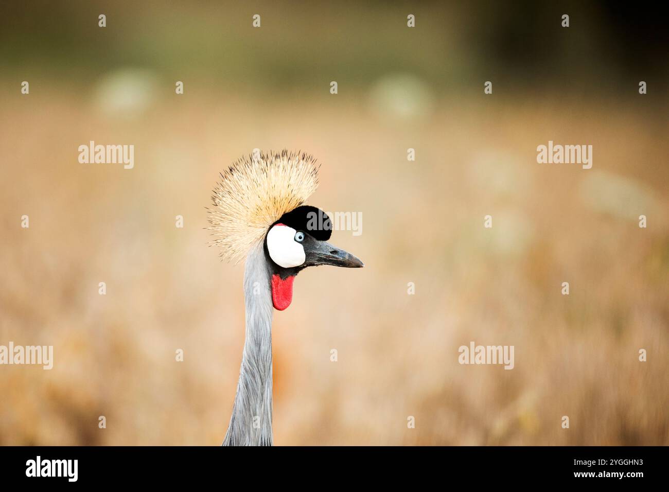 Africa, Bird, Birds in the Wild, Bush, Eastern Cape Province ...