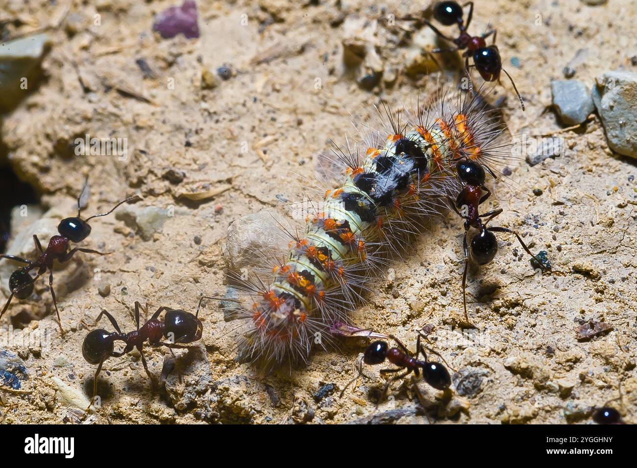 a crowd of ants working together to carry a dead caterpillar. High quality photo Stock Photo - Alamy