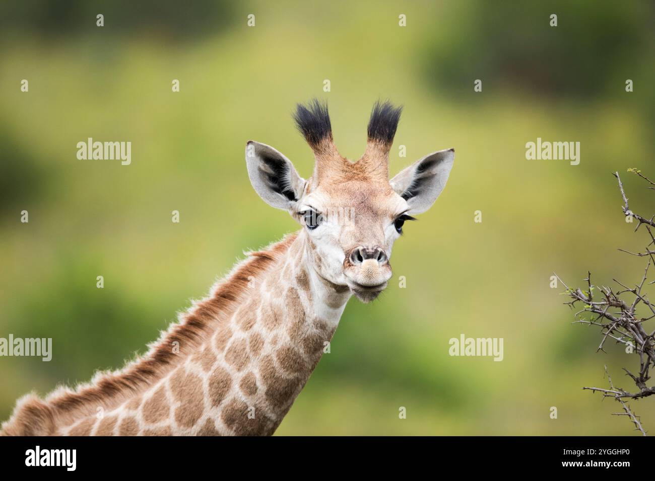 Africa, Bush, Giraffe (Giraffa camelopardalis), Itala Game Reserve ...