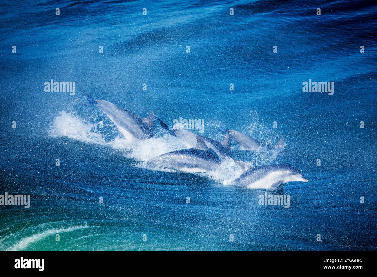 Action, Africa, Animals in the Wild, Beauty in nature, Blue Background ...