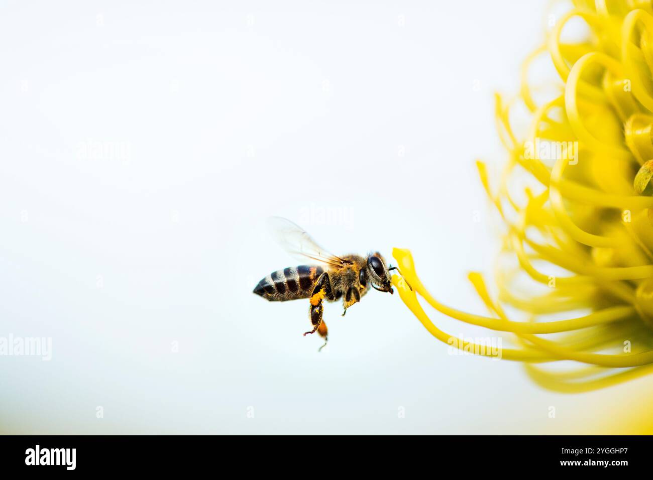 Fynbos wildlife hi-res stock photography and images - Alamy