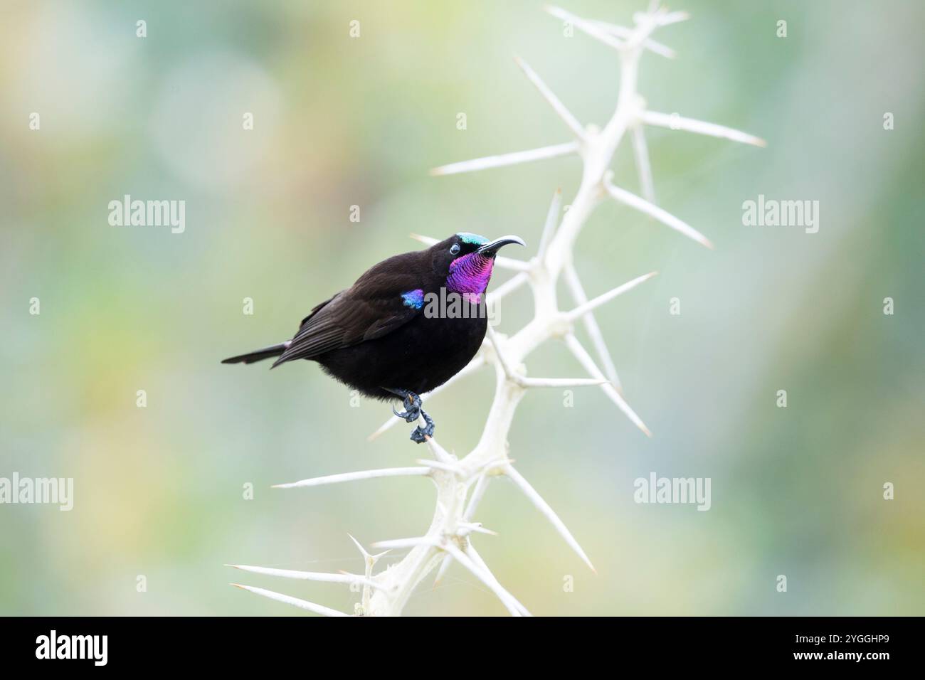 Africa, Amethyst Sunbird (Chalcomitra amethystina), Beauty in nature ...