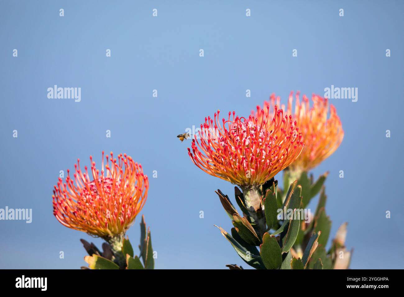Africa, Beauty in nature, Blue Background, Fynbos, Garden Route, Honey ...