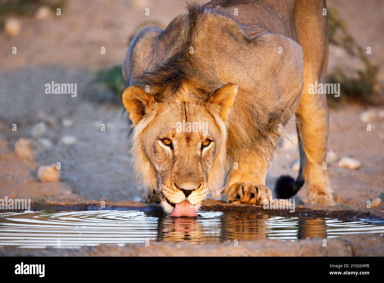 Africa, Animals in the Wild, Big 5 animal, Drinking, Kgalagadi ...