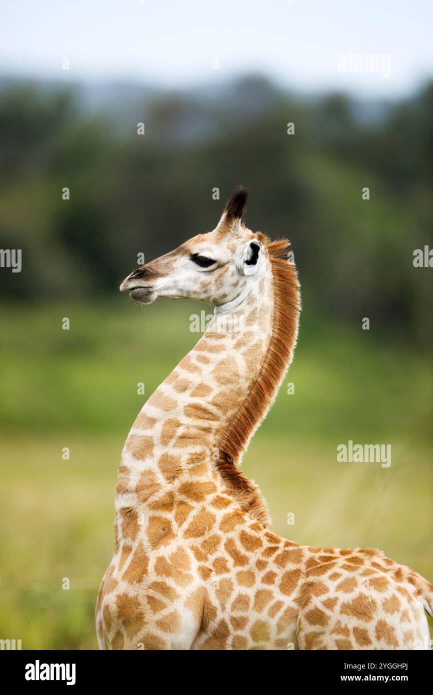 Africa, Bush, Giraffe (Giraffa camelopardalis), Isimangaliso Wetland ...