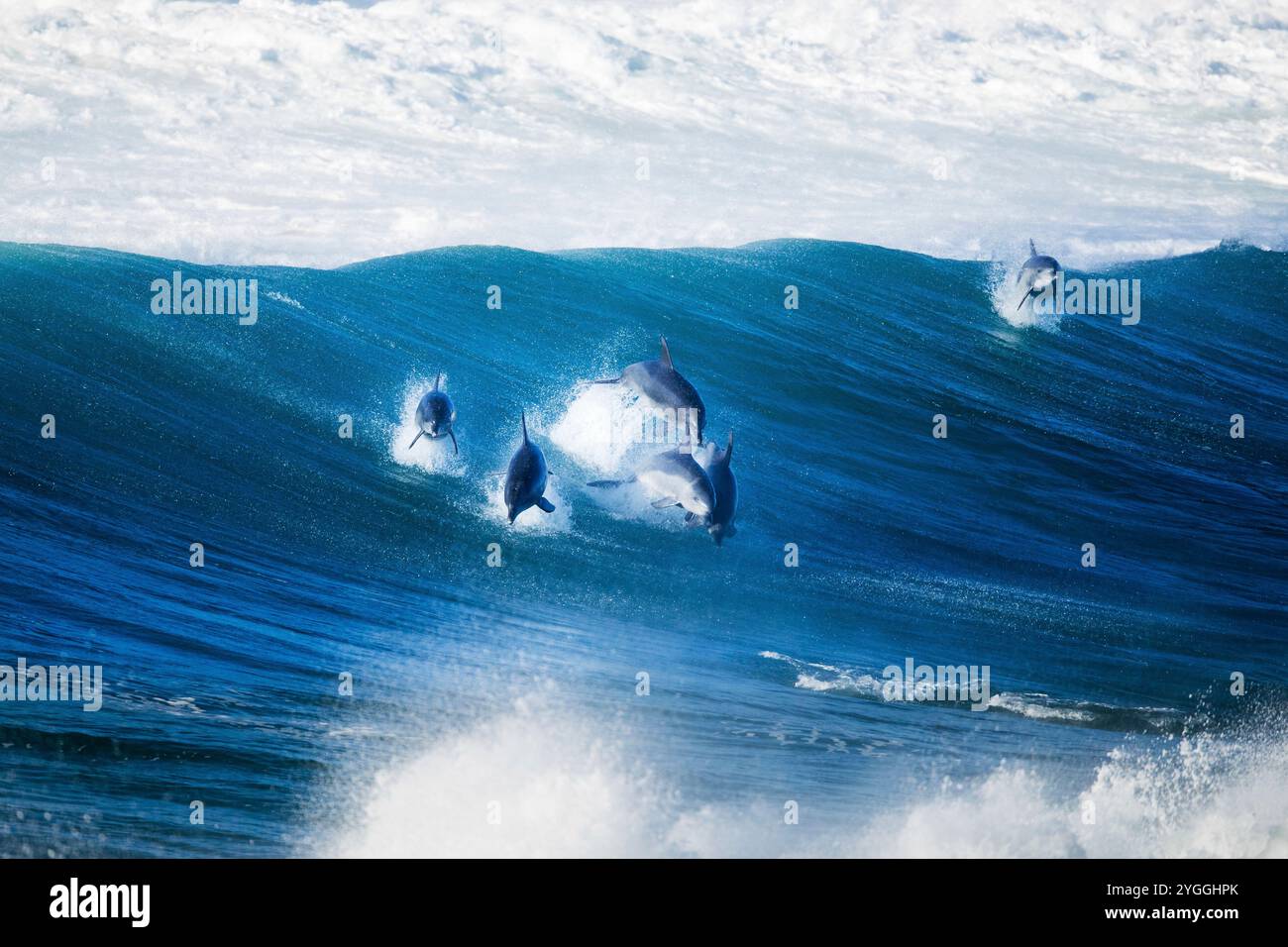Action, Africa, Blue Background, Bottlenose Dolphin (Tursiops aduncus ...