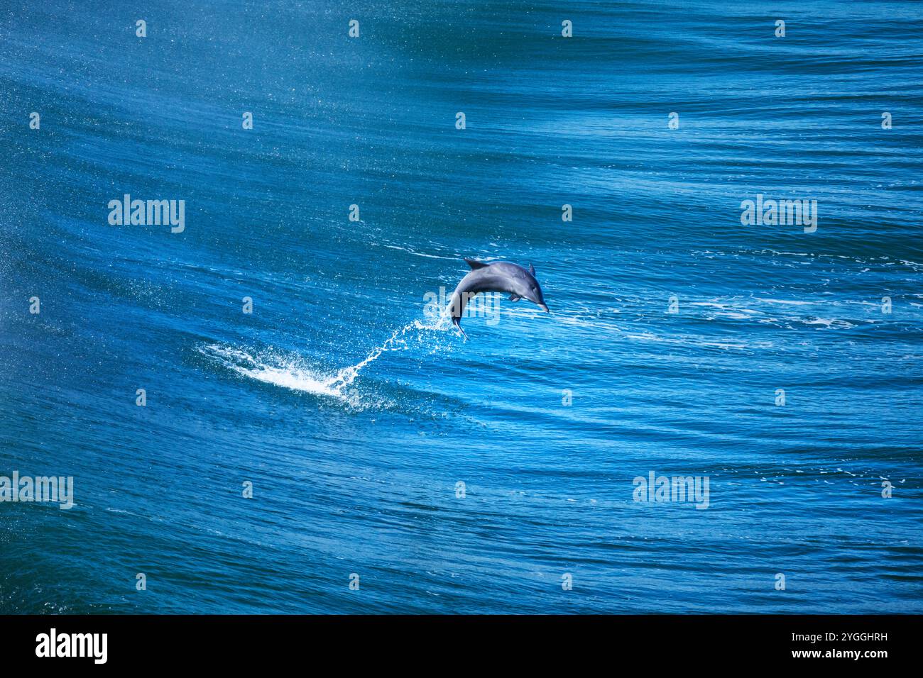 Action, Africa, Animals in the Wild, Beauty in nature, Blue Background ...