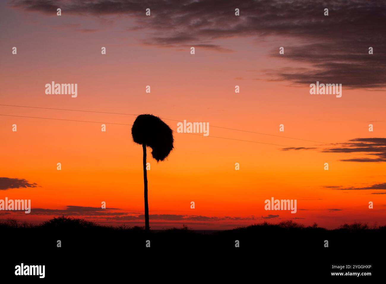 Africa, Beauty in nature, Bush, Dawn, Desert, Karoo, Nature, Nest, No ...