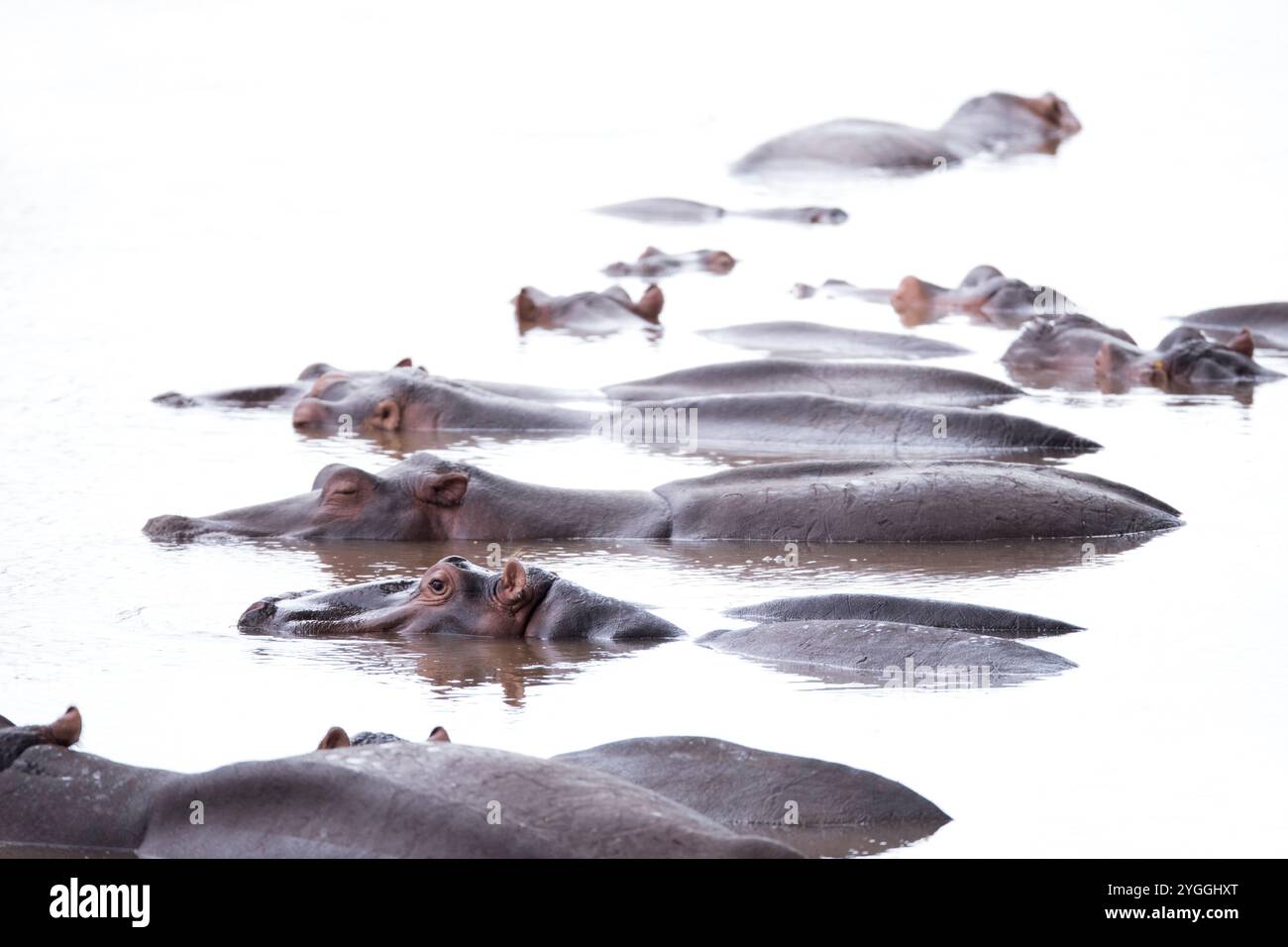 Africa, Bushveld, Hippopotamus (Hippopotamus amphibius), Kruger ...