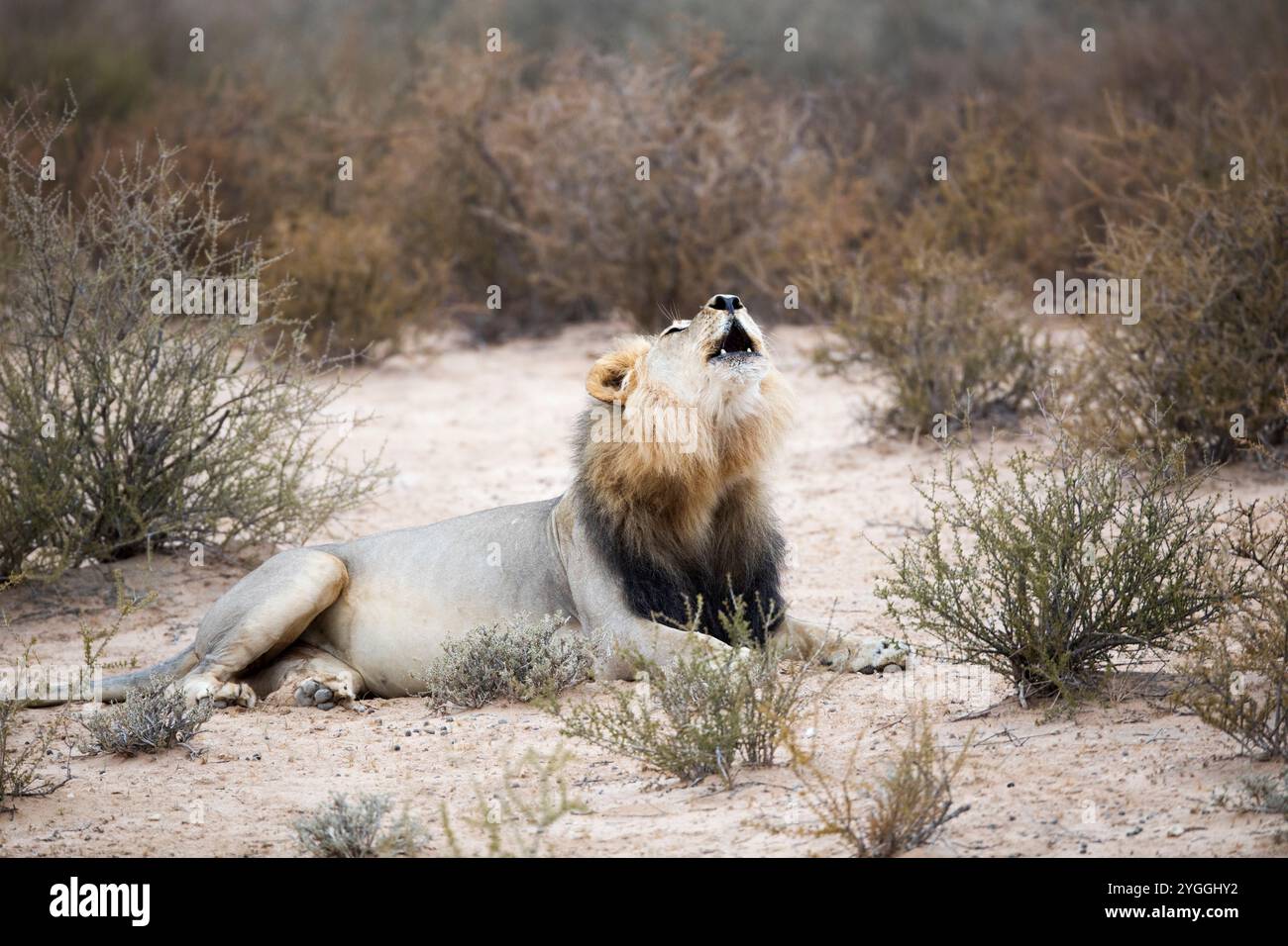 Africa, Animals in the Wild, Beauty in nature, Big 5 animal, Bush, Cat ...