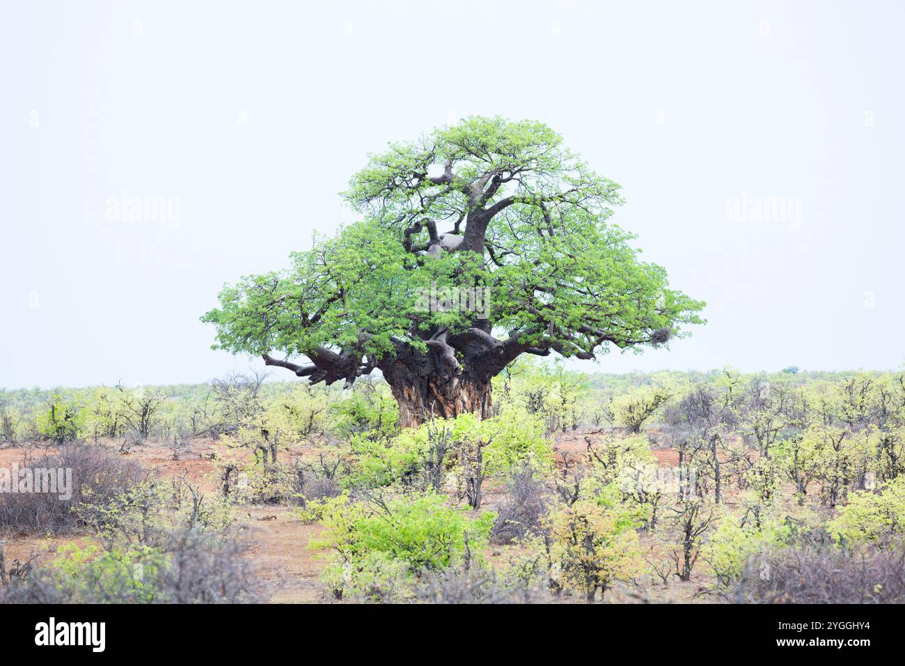 Africa, Baobab (Adansonia digitata), Bush, Bushveld, Landscape ...