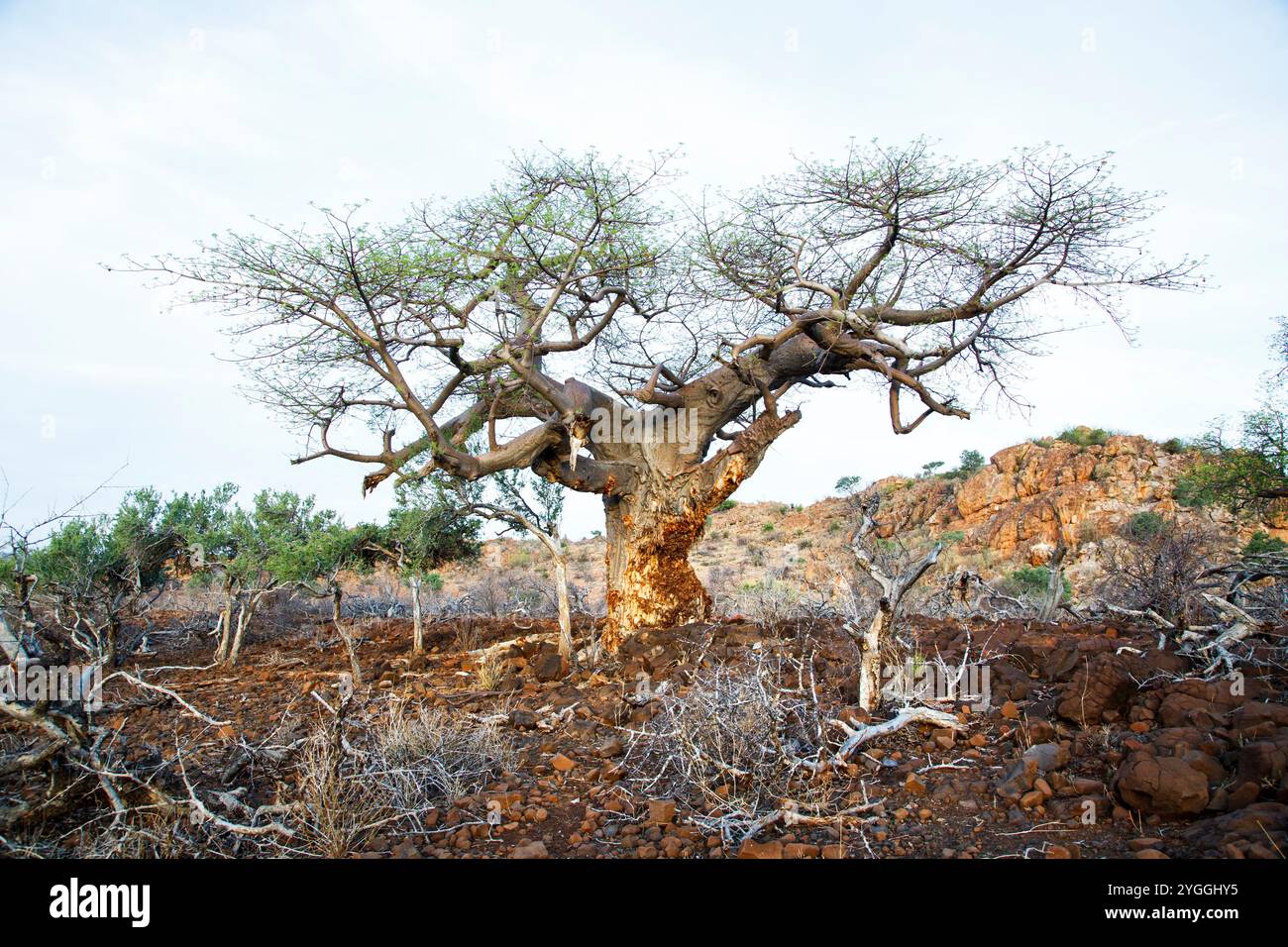 Africa, Baobab (Adansonia digitata), Bush, Bushveld, Landscape ...
