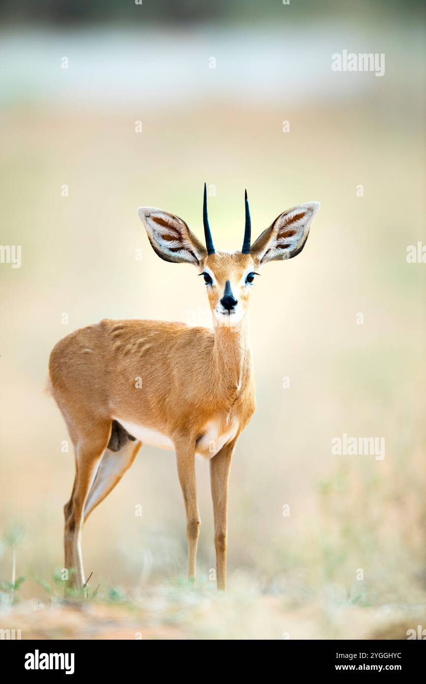 Africa, Alert, Animals in the Wild, Antelope, Beauty in nature, Bush ...