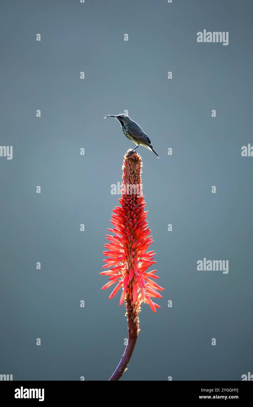 Africa, Alert, Aloe, Amethyst Sunbird (Chalcomitra amethystina), Beauty ...