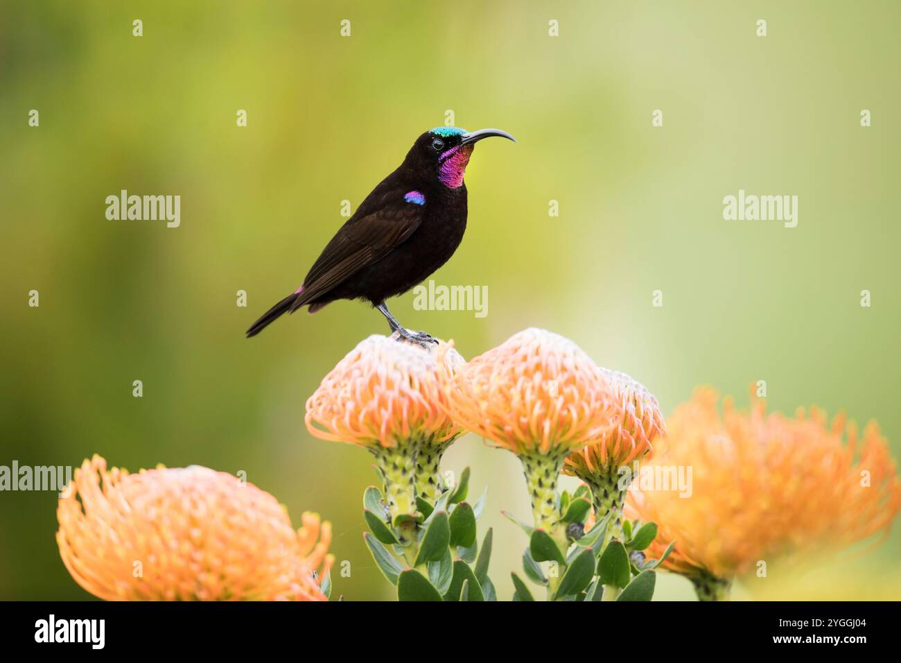 Africa, Alert, Amethyst Sunbird (Chalcomitra amethystina), Beauty in ...