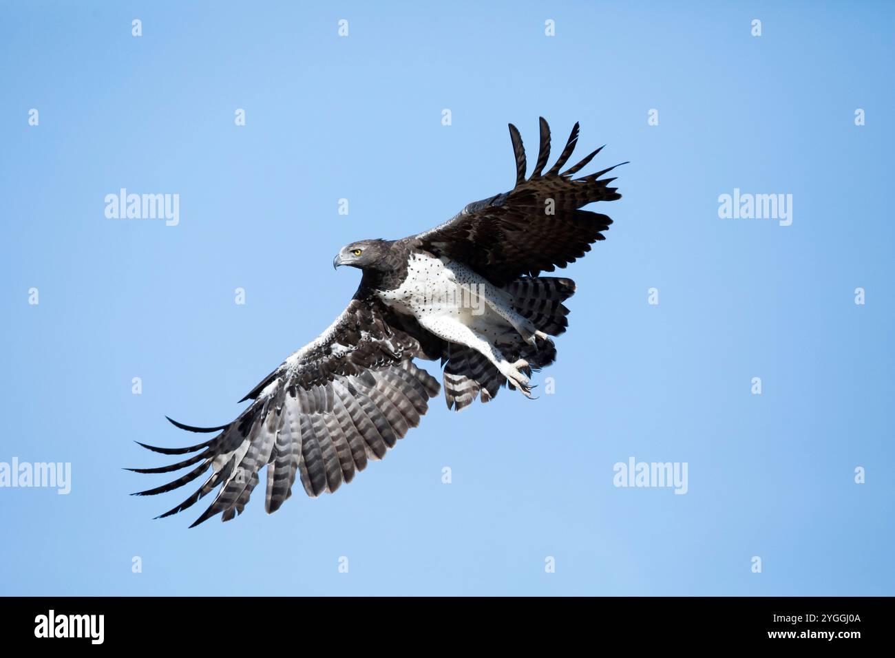Africa, Animals in the Wild, Augrabies Falls National Park, Bird, Birds ...
