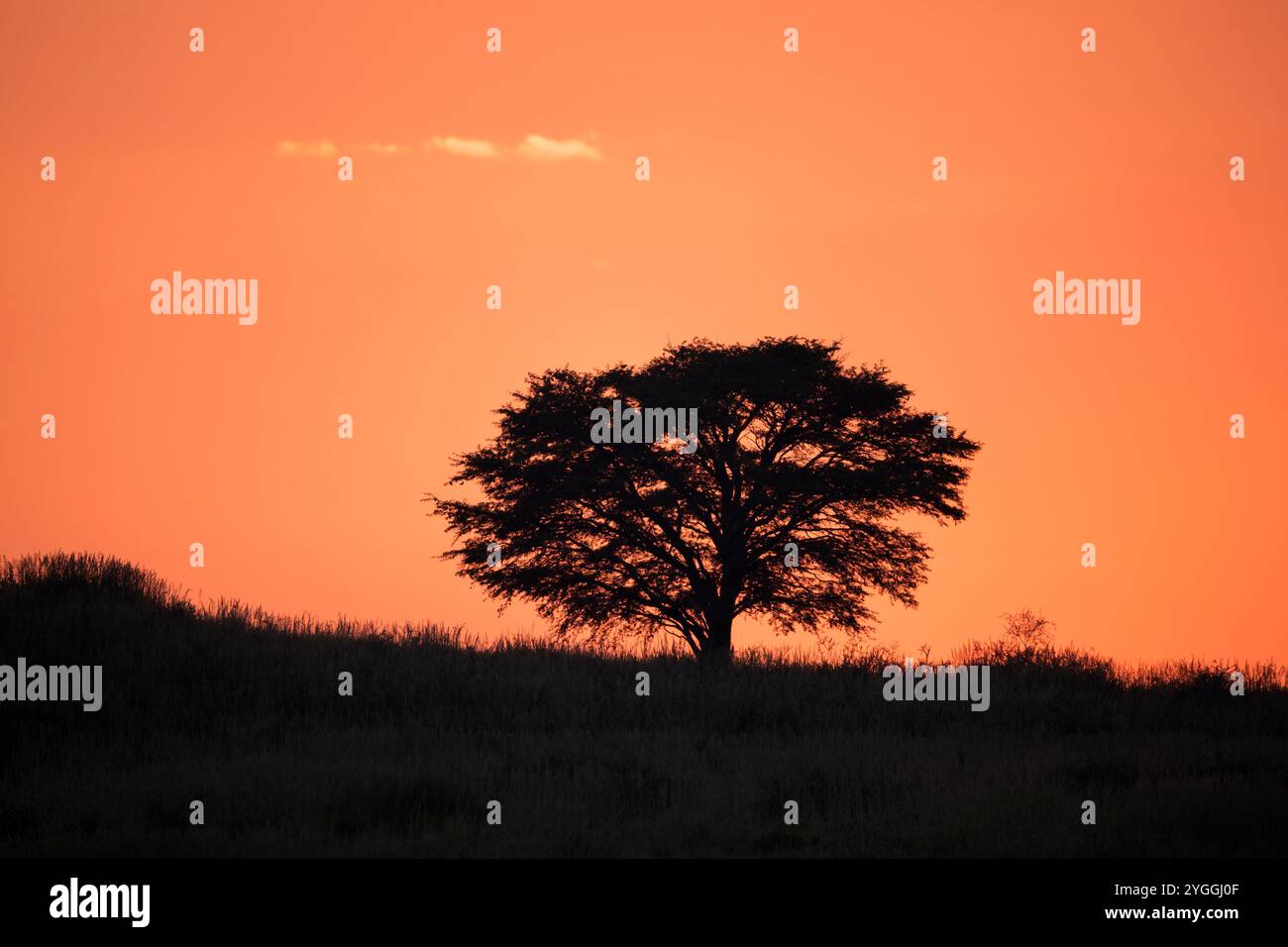 Africa, Beauty in nature, Bushveld, Dawn, Desert, Kgalagadi ...