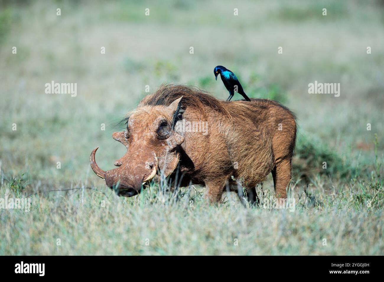 Addo Elephant National Park, Africa, Bird, Bush, Cape Glossy Starling ...