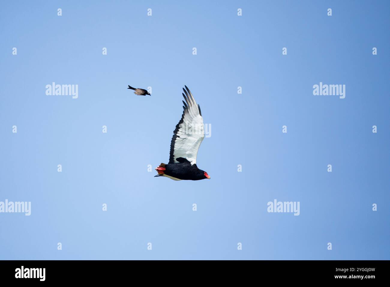 Africa, Animals in the Wild, Bateleur (Terathopius ecaudatus), Bird ...
