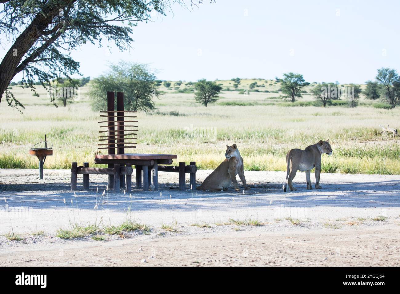Africa, Animals in the Wild, Bush, Colour Image, Kalahari, Kgalagadi ...