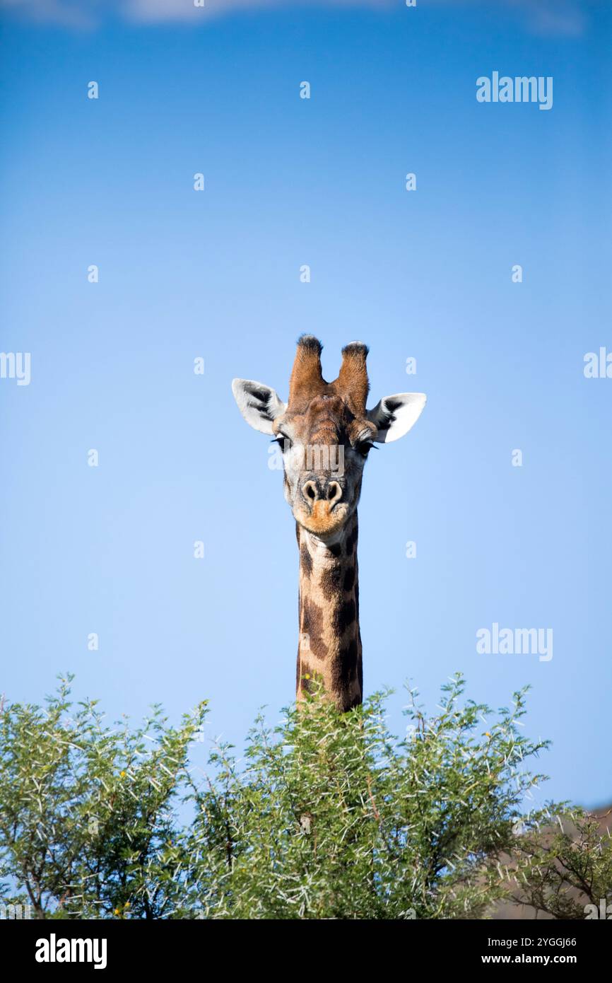 Africa, Animals in the Wild, Bush, Giraffe (Giraffa camelopardalis ...