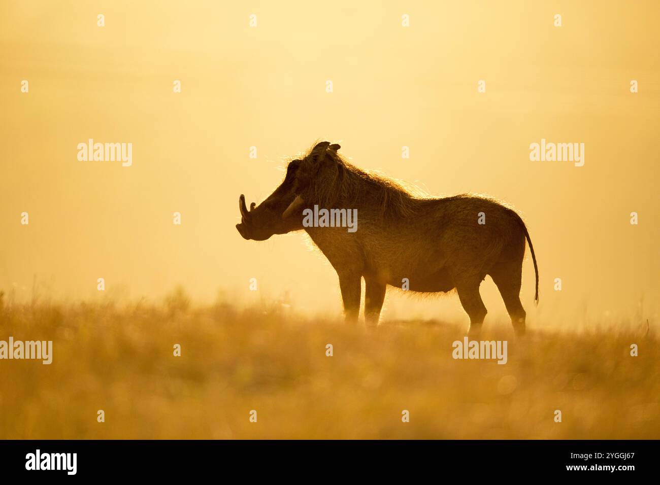 Addo Elephant National Park, Africa, Animals in the Wild, Bush, Dawn ...