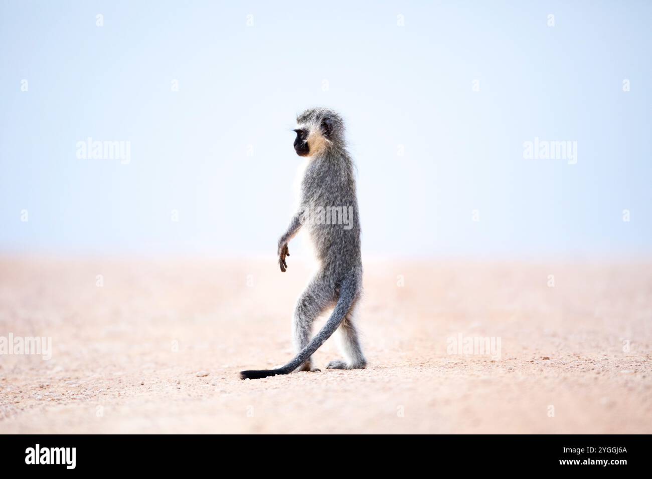 Addo Elephant National Park, Africa, Animals in the Wild, Bush ...