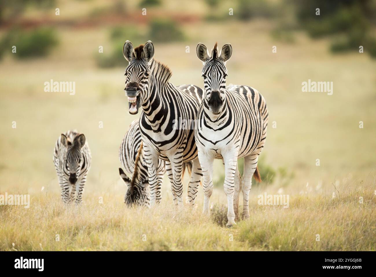 Addo Elephant National Park, Africa, Animals in the Wild, Bush, Eastern Cape Province, National ...