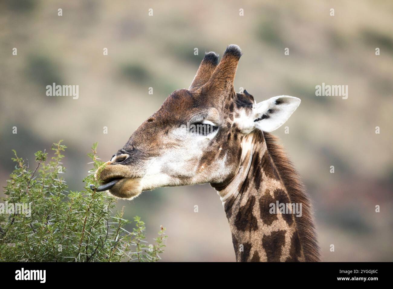 Africa, Animals in the Wild, Bush, Giraffe (Giraffa camelopardalis ...
