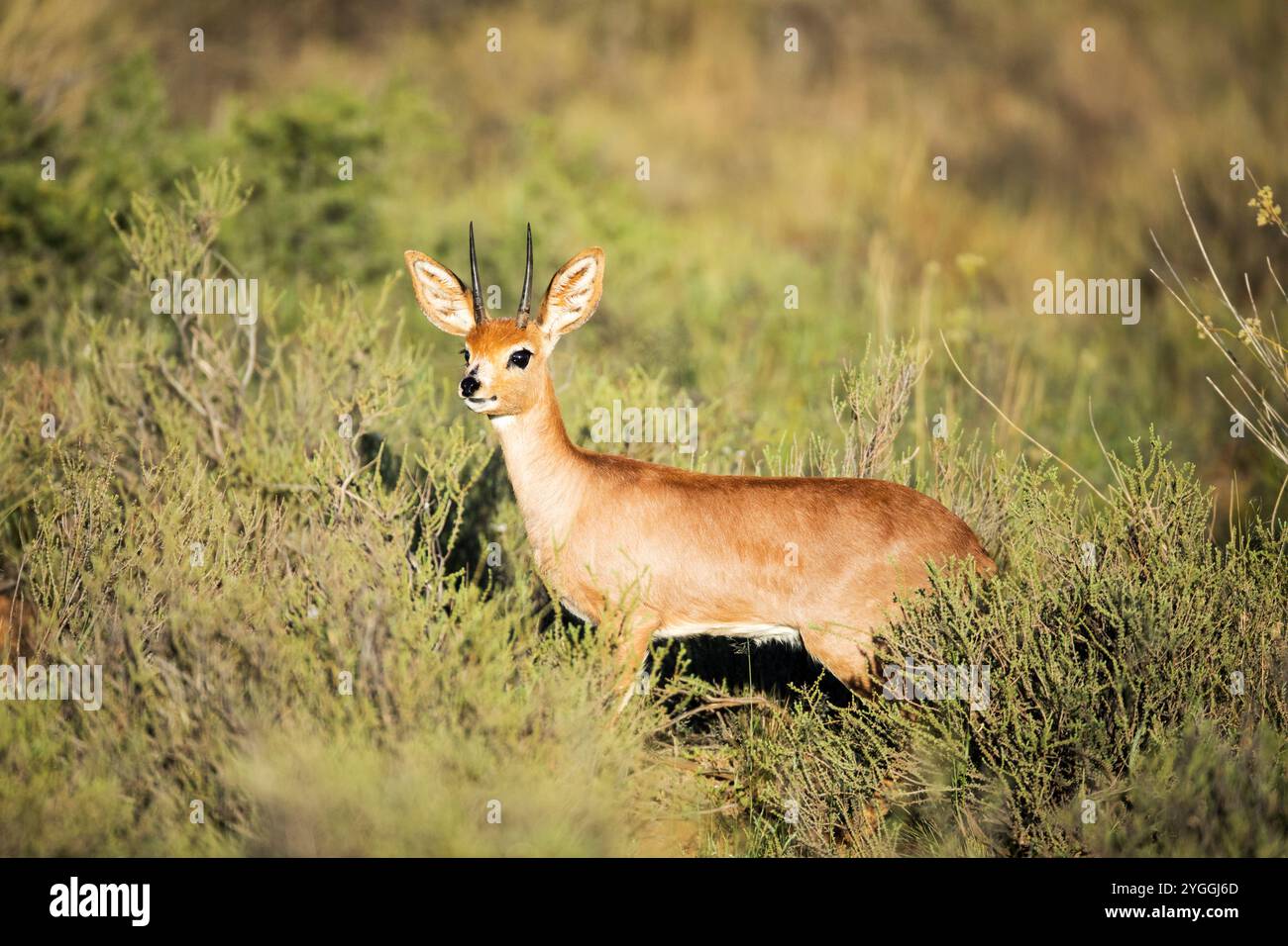 Africa, Animals in the Wild, Bush, Great Karoo, Karoo National Park ...
