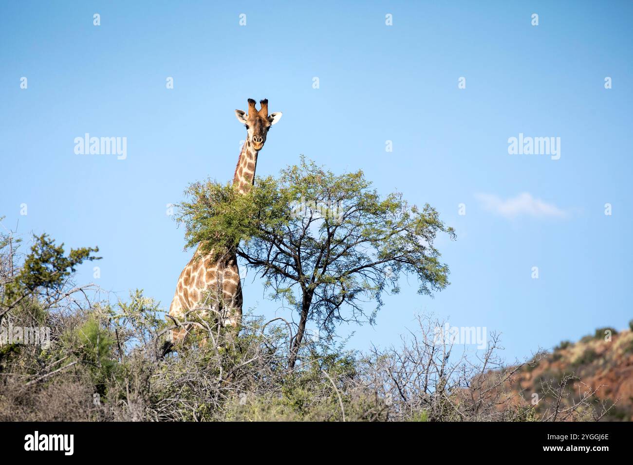 Africa, Animals in the Wild, Bush, Giraffe (Giraffa camelopardalis ...