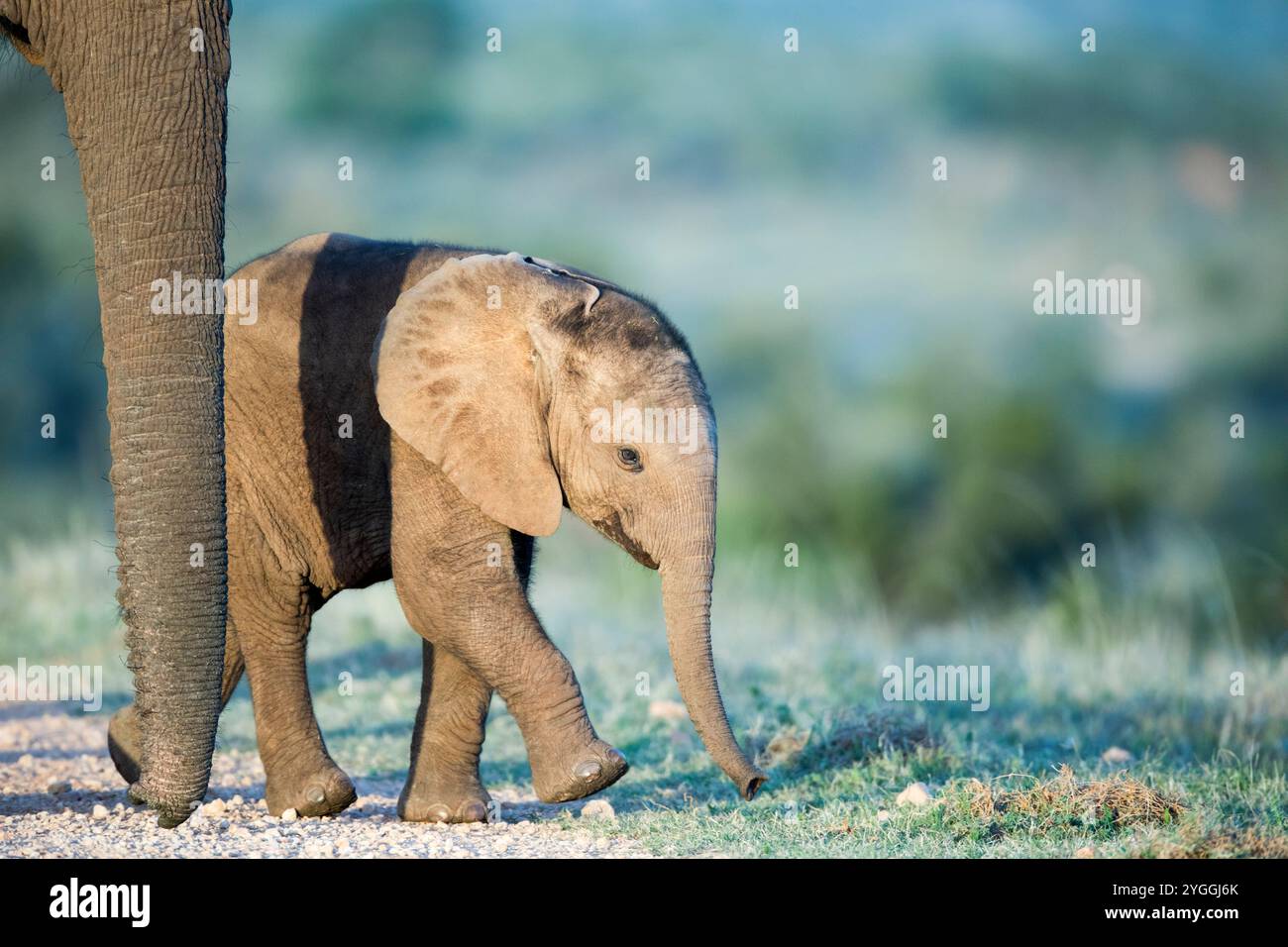 Addo Elephant National Park, Africa, Animals in the Wild, Baby, Big 5 ...