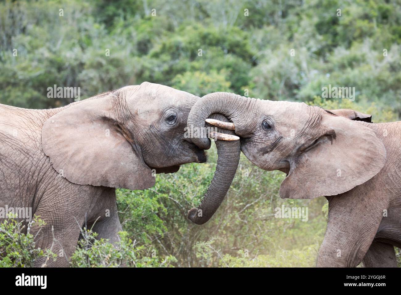 Addo Elephant National Park, Africa, Animals in the Wild, Big 5 animal ...