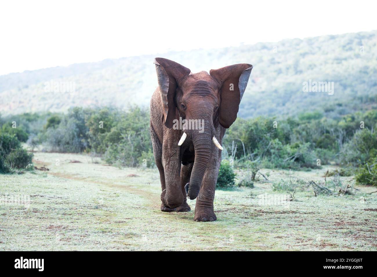 Addo Elephant National Park, Africa, Animals in the Wild, Big 5 animal ...
