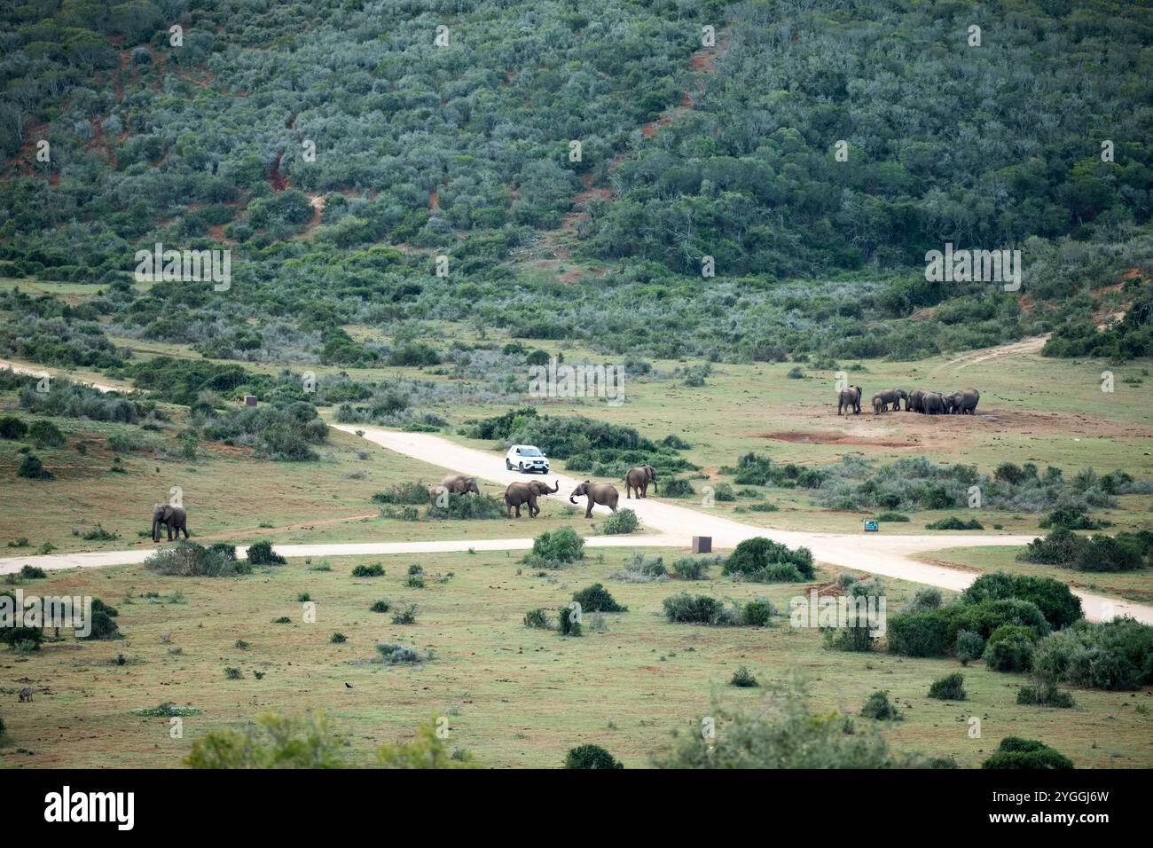 Addo Elephant National Park, Africa, Animals in the Wild, Big 5 animal ...