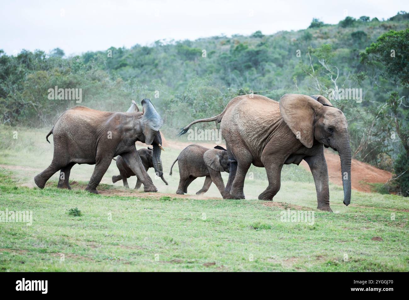 Addo Elephant National Park, Africa, Animals in the Wild, Baby, Big 5 ...