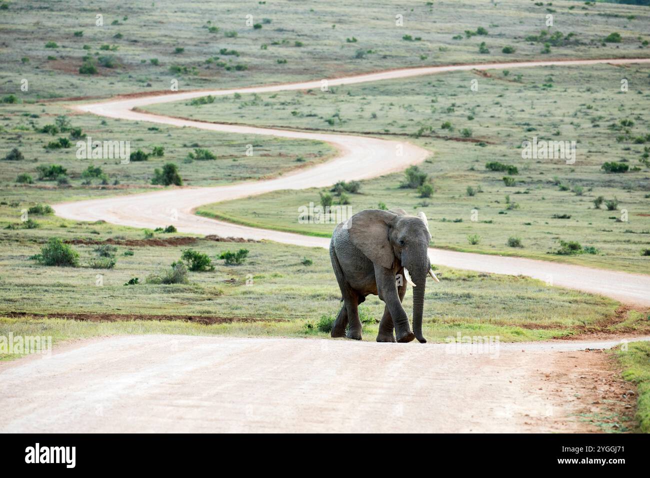 Addo Elephant National Park, Africa, Animals in the Wild, Big 5 animal ...