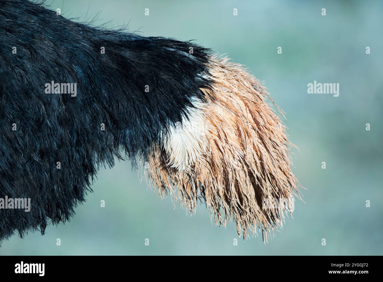 Abstract, Addo Elephant National Park, Africa, Animals in the Wild ...