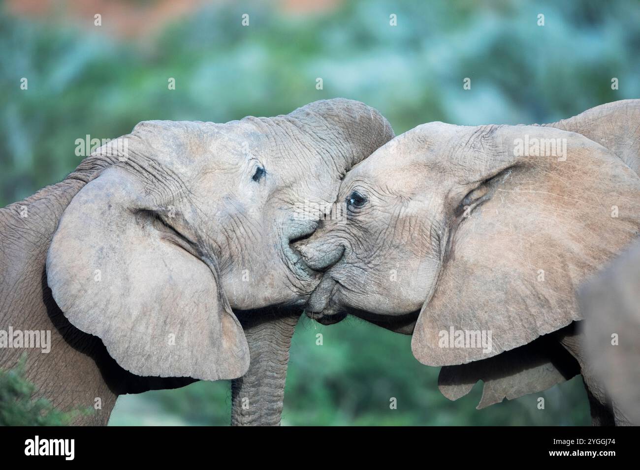 Addo Elephant National Park, Africa, Animals in the Wild, Big 5 animal ...