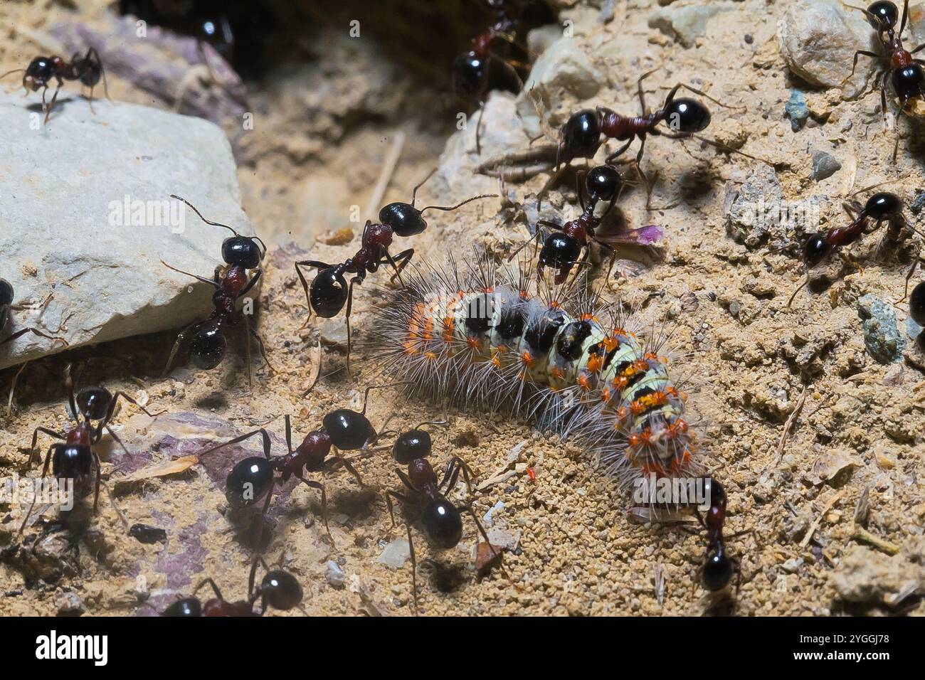 a crowd of ants working together to carry a dead caterpillar. High ...